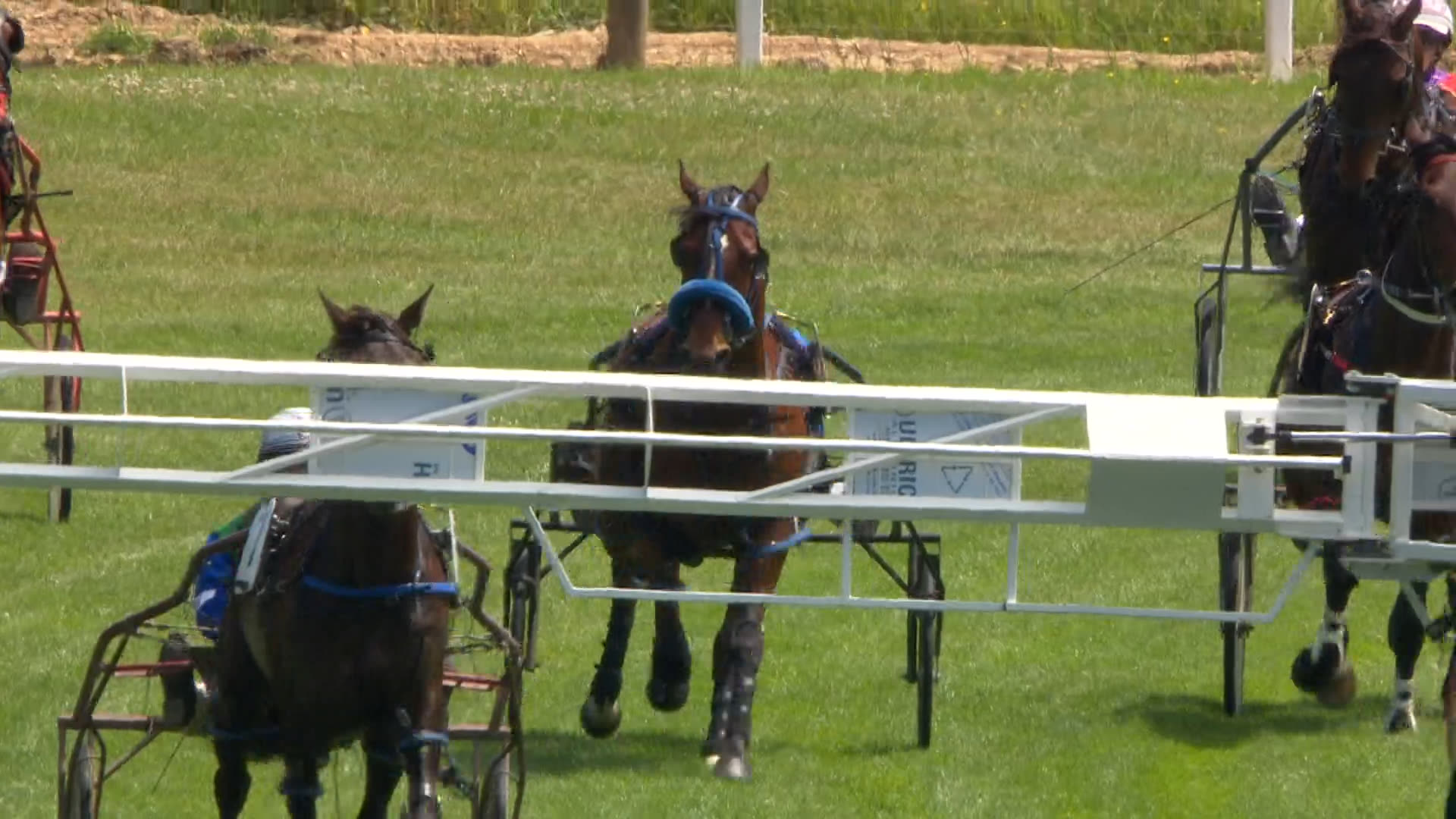 Wingatui Race 4: 08-12-2024