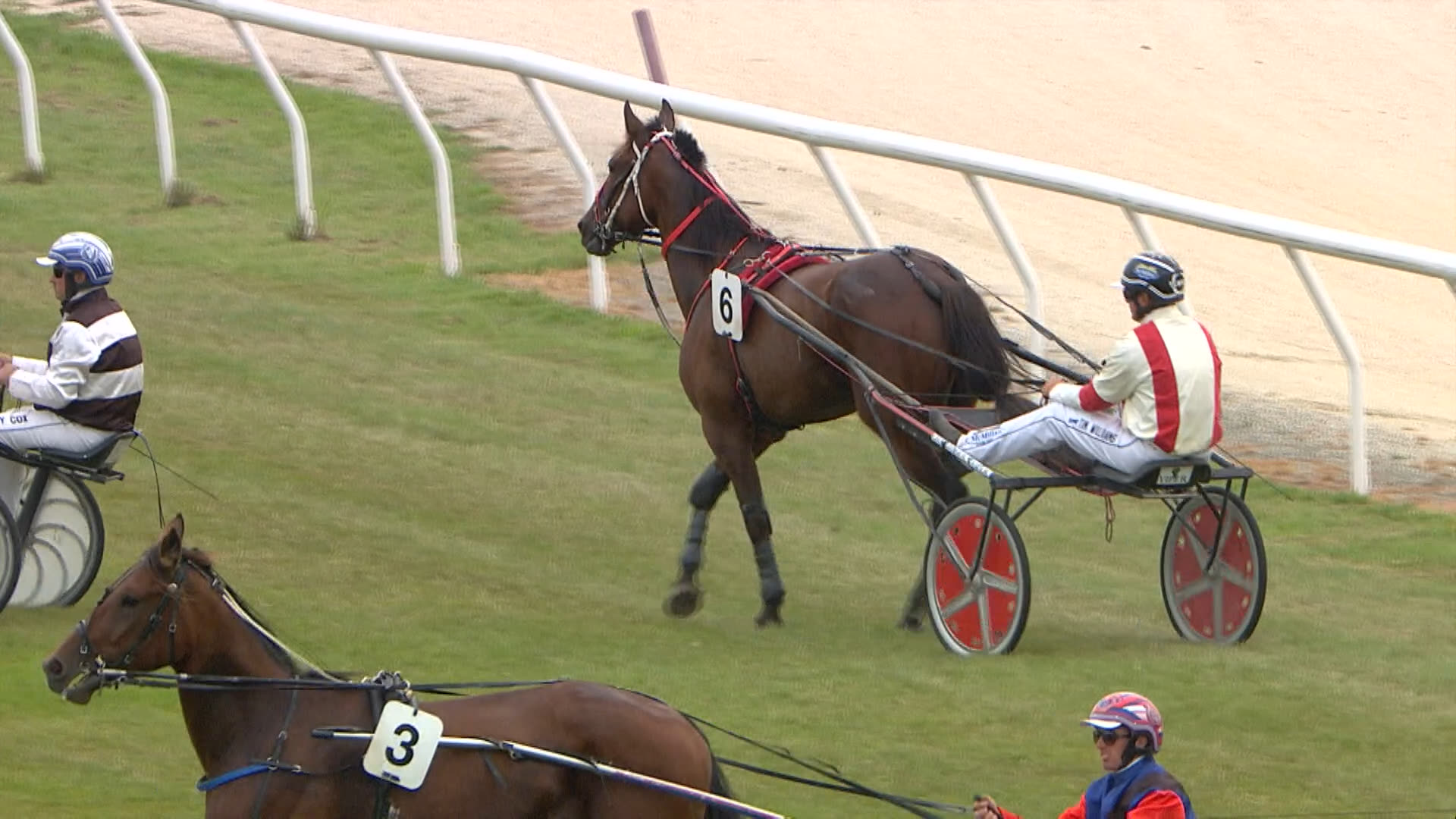 Oamaru (Grass) Race 11: 02-02-2025