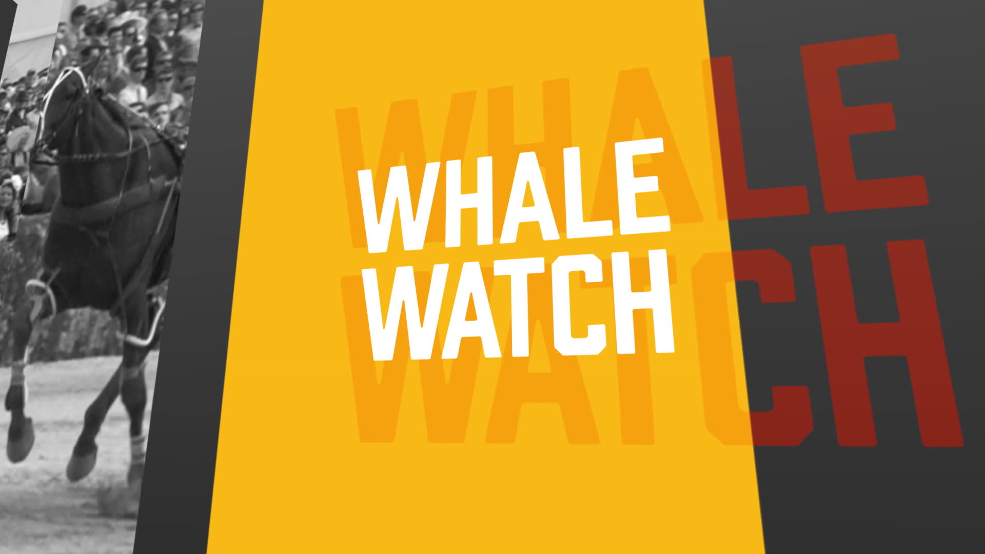 Watch Racing Live & On Demand | Trackside NZ