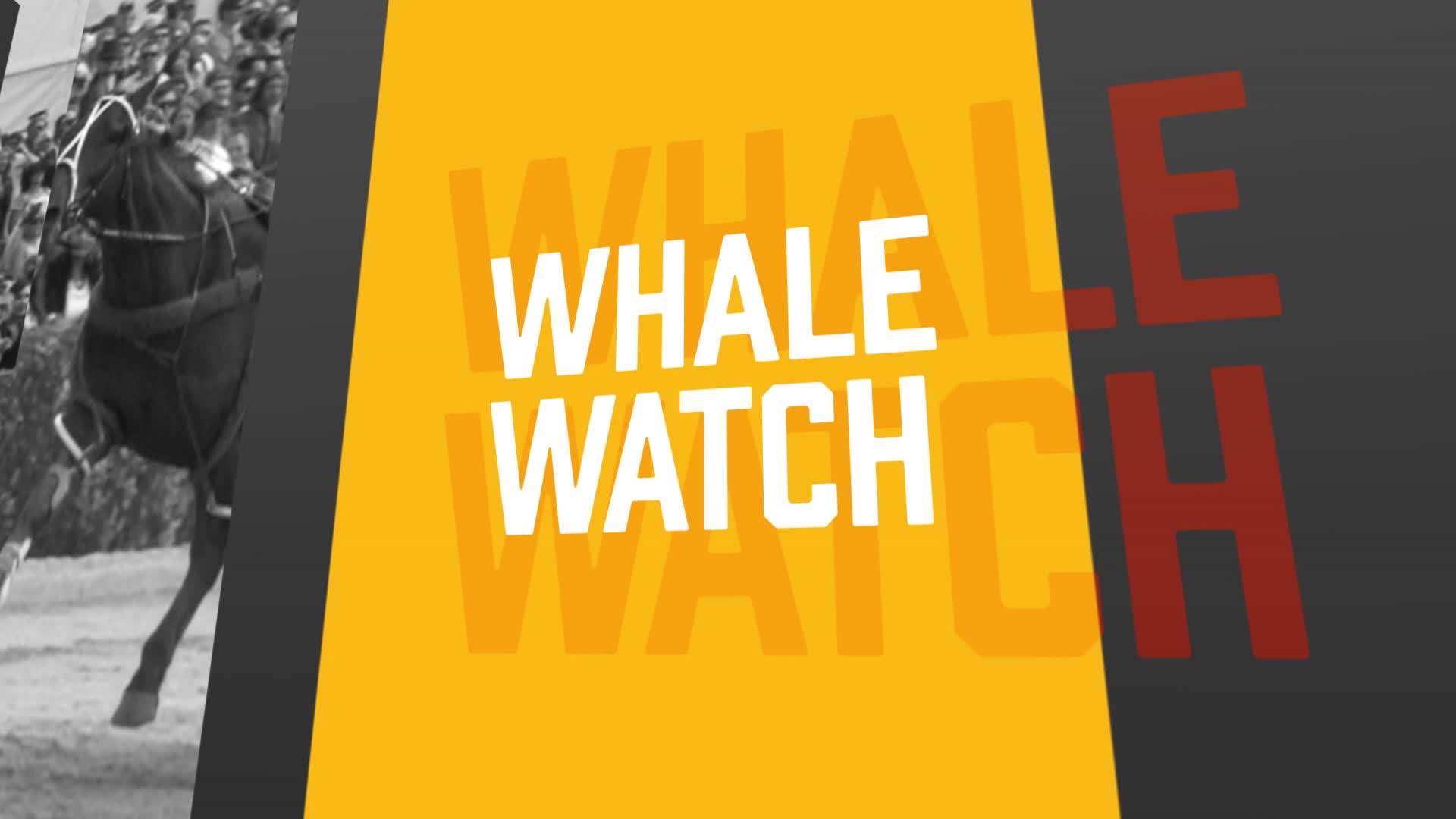 Whale Watch, Alex Park 21 March