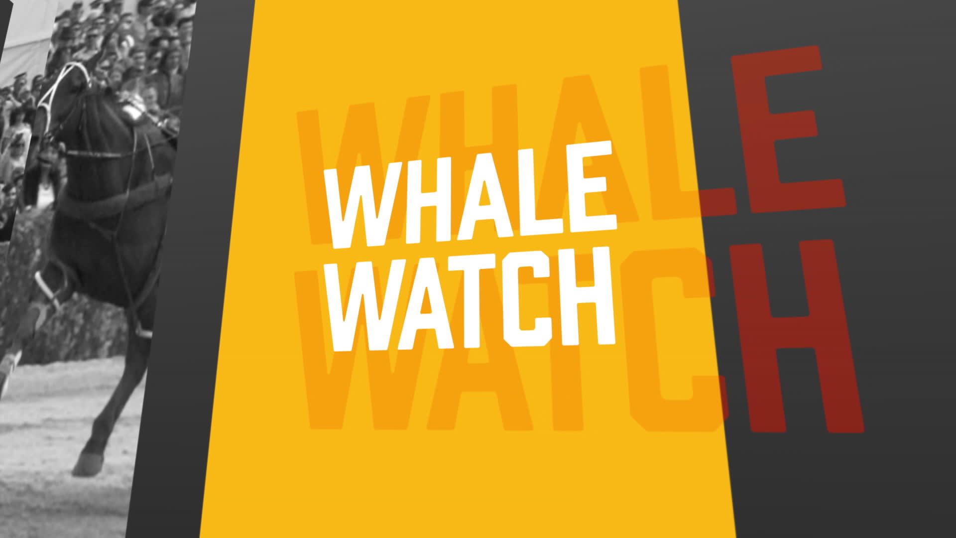 Whale Watch, Wyndham 15 March